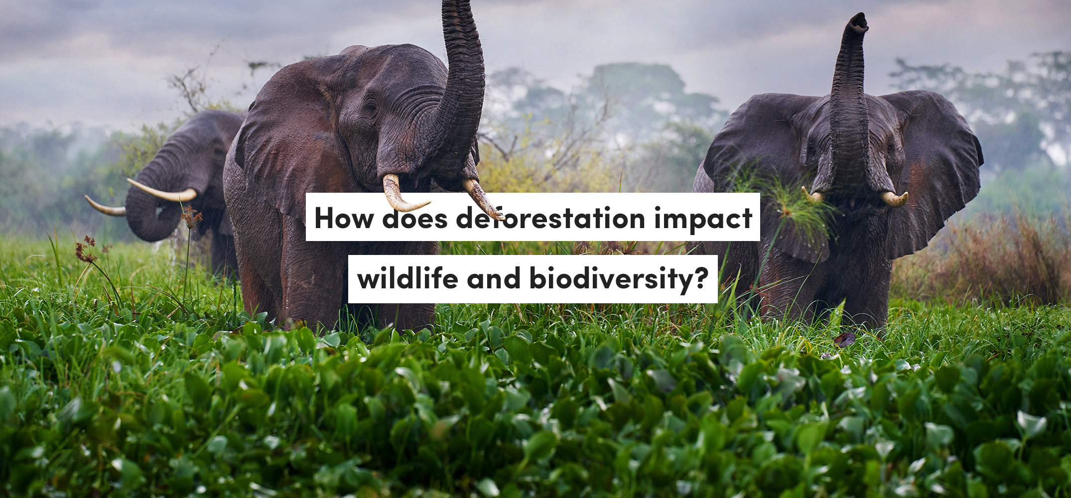 Impact Of Deforestation On Animals Deforestation And Its Negative