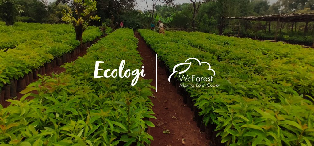A flourishing future for Gewocha Forest, Ethiopia | Ecologi