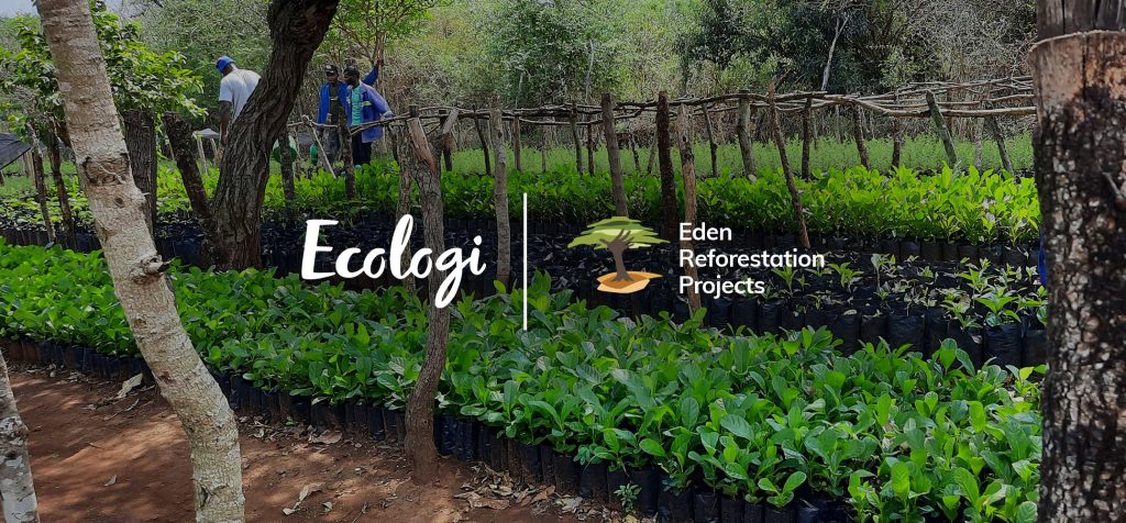 Reforestation in Mussuquelane, Mozambique | Ecologi